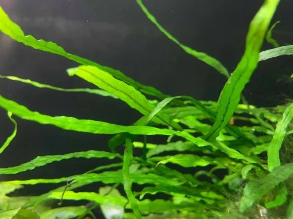 Needle leaf Java Fern